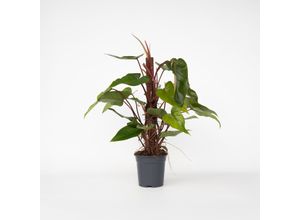 8721278900589 - Plant in a Box - Grüne Zimmerpflanze - Philodendron Red Emerald - Höhe 70-80 cm - Topf 19 cm