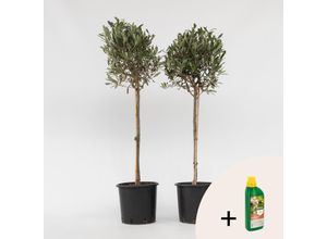 7428473489819 - Plant in a Box - Olivenbaum - 2 Stk - Olea europaea - Höhe 90-100cm - Topf 21cm