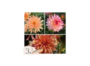 8721278900138 - Plant in a Box - Dahlien - 3er Set - Dahlia Labyrinth Labyrint Twotone - Dahlienknollen