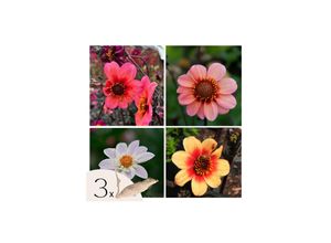 8721278900114 - Plant in a Box - Dahlien - 3er Set - Dahlia Happy Single Mix - Dahlienknollen - Mehrfarbig