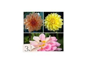 8721278900213 - Plant in a Box - Dahlien - 3er Set - Dahlia Waterlily Mix - Dahlienknollen - Mehrfarbige Blüten