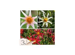 8721278900121 - Plant in a Box - Dahlien - 3er Set - Dahlia Honka Dark Honka Fragile - Dahlienknollen