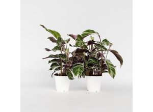 7428471380613 - Plant in a Box - Korbmarante - 2 Stk - Calathea Lietzei White Fusion - Höhe 30-40cm - Topf 14cm