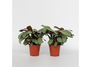 6097222999971 - Plant in a Box - Marante - 2 Stk - Ctenanthe Burle-Marxii Amagris - Höhe 25-35cm - Topf 14cm