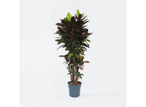 7428478711021 - Plant in a Box - Kroton - Codiaeum variegatum Mrs Iceton - Höhe 140-150cm - Topf 31cm