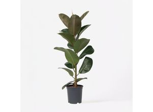 7442924152183 - Plant in a Box - Gummibaum - Ficus Elastica Robusta - Höhe 75-100cm - Topf 24cm