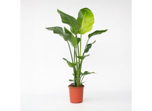 7442924138187 - Plant in a Box - Paradiesvogelblume - Strelitzie - Strelitzia nicolai - Höhe 90-110cm - Topf 21cm