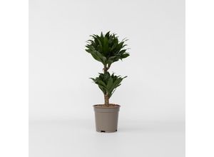 6097232267299 - Plant in a Box - Drachenbaum - Dracaena surculosa - Höhe 50-65cm - Topf 17cm