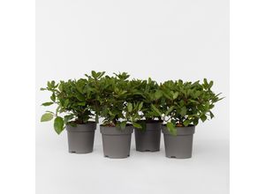 7428477381942 - Plant in a Box - Lorbeer-Schneeball - 4 Stk - Viburnum tinus - Höhe 25-40cm - Topf 17cm