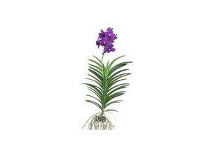 7428471362619 - Plant in a Box - Vanda-Orchidee - Vanda Velvet Blackberry - Höhe 80-90cm