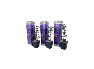 7428477390333 - Plant in a Box - Klematis - 3 Stk - Clematis The President - Höhe 25-40cm - Topf 9cm