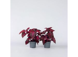 7428475802203 - Plant in a Box - Blutblatt - 2 Stk - Iresine herbstii - Höhe 20-30cm - Topf 13cm