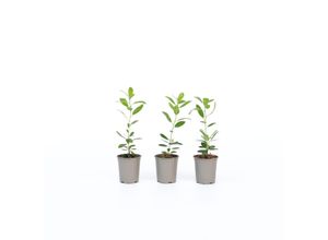 7428473275146 - Plant in a Box - Erdbeerpflanzen - 3 Stk - Arbutus Unedo - Höhe 25-40cm - Topf 9cm