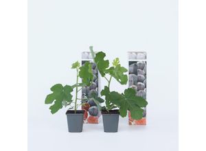 7428472047744 - Plant in a Box - Feigenbaum - 2 Stk - Ficus carica Brown Turkey - Höhe 25-40cm - Topf 9cm