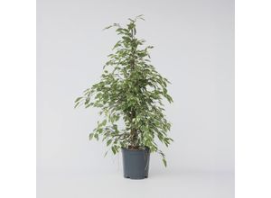 6097222558536 - Plant in a Box - Geigenpflanze - Ficus Benjamina Twilight - Höhe 100-110cm - Topf 21cm