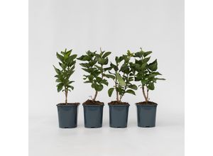 7428478265388 - Plant in a Box - Flieder - 4er Set - Syringa vulgaris Mme Lemoine - Höhe 25-40cm - Topf 17cm