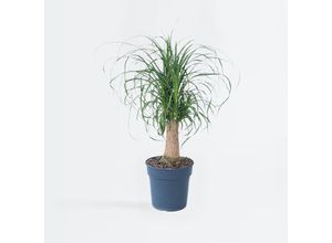 7428474987161 - Plant in a Box - Elefantenfuß - Beaucarnea 
ecurvata - Höhe 60-70cm - Topf 21cm