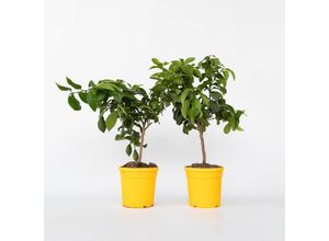 7428475855377 - Plant in a Box - Zitronenbaum - 2 Stk - Citrus limon - Höhe 60-70cm - Topf 19cm