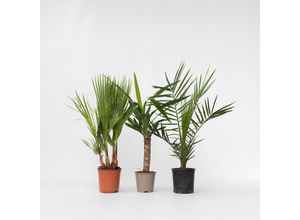 7428477317996 - Plant in a Box - Zimmerpalmen-Mix - 6 Stk - Indoor Palmmix - Höhe 50-70cm - Topf 14cm