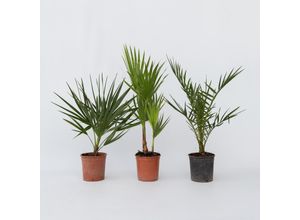 7428475166824 - Plant in a Box - Gartenpalmen - 6 Stk - PhoenixChamaeropsWashingtonia - Höhe 50-70cm - Topf 15cm