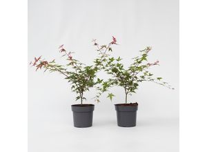 7442924132178 - Plant in a Box - Japanischer Ahorn - 2 Stk - Acer palmatum Beni Maiko - Höhe 60-70cm - Topf 19cm