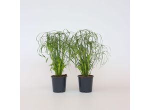 7442924142108 - Plant in a Box - Regenschirm segge - 2 Stk - Cyperus alternifolius - Höhe 40-50cm - Topf 14cm