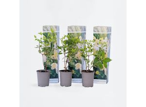 6097240066082 - Plant in a Box - Hortensie - 3 Stk - Hydrangea paniculata Phantom - Höhe 25-40cm - Topf 9cm