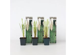 7442924151124 - Plant in a Box - Pampasgräser - 3 Stk - Cortaderia selloana - Höhe 25-40cm - Topf 9cm