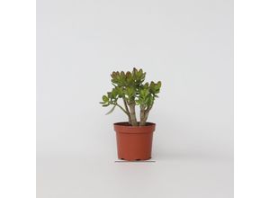 6097224337399 - Plant in a Box - Jadepflanze - Crassula ovata Minor - Höhe 30-35cm - Topf 17cm