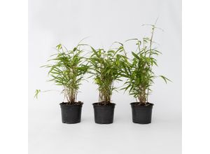 6097224172174 - Plant in a Box - Bambus - 3 Stk - Fargesia papyrifera Grex - Höhe 30-40cm - Topf 13cm