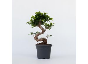 7428479428126 - Plant in a Box - Bonsaibaum - 2 Stk - Ficus microcarpa ginseng - Höhe 55-65cm - Topf 20cm