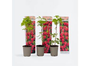 7428472764078 - Plant in a Box - Himbeerpflanzen - 3 Stk - Rubus ideaus Autumn Bliss - Höhe 25-40cm - Topf 9cm