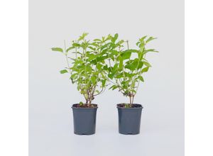 7428473866351 - Plant in a Box - Hortensie - 4 Stk - Hydrangea paniculata Grandiflora - Höhe 30-40cm - Topf 17cm