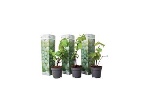 7428470613040 - Plant in a Box - Traubenpflanze - 3 Stk - Vitis vinifera Chardonnay - Höhe 25-40cm - Topf 9cm