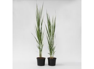 7428477183775 - Plant in a Box - Fingergras - 2 Stk - Panicum virgatum Northwind - Höhe 40-60cm - Topf 23cm