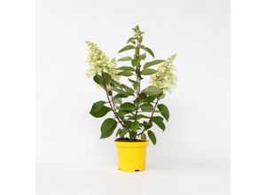 6097252784707 - Plant in a Box - Hortensie - Hydrangea paniculata Candlelight - Höhe 25-40cm - Topf 19cm