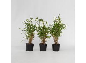 7442924137142 - Plant in a Box - Bambus - 3 Stk - Fargesia rufa - Höhe 25-40cm - Topf 13cm