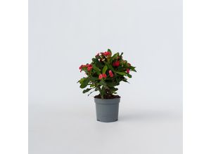 6097228796710 - Plant in a Box - Christusdorn - Euphorbia Milii - Höhe 25-35cm - Topf 13cm