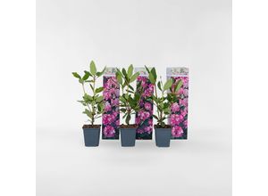 6097223420443 - Plant in a Box - Rhododendren - 3 Stk - Rhododendron roseum elegans pink - Höhe 25-40cm - Topf 9cm