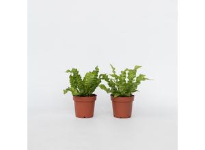 7428476991364 - Plant in a Box - Vogelnestfarn - 2 Stk - Asplenium nidus Crispy Wave - Höhe 25-40cm - Topf 12cm