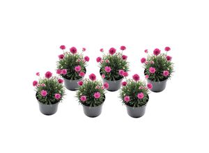 7428470646529 - Plant in a Box - Grasnelke - 6 Stk - Armeria maritima Deep Rose - Höhe 20-30cm - Topf 12cm