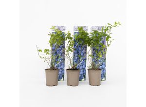 7442924146137 - Plant in a Box - Blaubeere - 3 Stk - Vaccinium corymbosum Sunshine Blue - Höhe 25-40cm - Topf 9cm