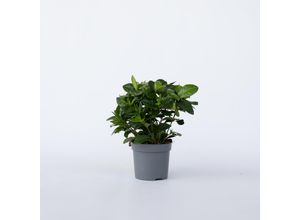 7428475886067 - Plant in a Box - Gardenien - Gardenia jasminoides - Höhe 20-30cm - Topf 13cm