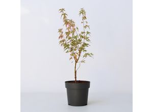 7428473490518 - Plant in a Box - Japanischer Ahorn - Acer palmatum Taylor - Höhe 50-60cm - Topf 19cm