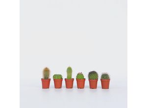 6097226060004 - Plant in a Box - Mini Kakteen - 6 Stk - Cactus - Höhe 5-10cm - Topf 6cm