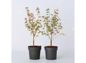 7428475857388 - Plant in a Box - Japanischer Ahorn - 2 Stk - Acer palmatum Taylor - Höhe 50-60cm - Topf 19cm