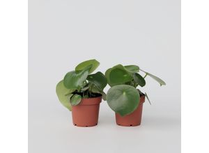 7442924129161 - Plant in a Box - Großblättrige Zierpfeffer - 2 Stk - Peperomia polybotrya - Höhe 20-30cm - Topf 12cm