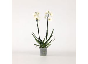 7428471698510 - Plant in a Box - Schmetterlingsorchidee - Phalaenopsis - Höhe 50-60cm - Topf 12cm