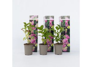 7428479271852 - Plant in a Box - Hortensie - 3 Stk - Hydrangea macrophylla Early Pink - Höhe 25-40cm - Topf 9cm