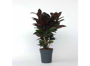 7428475438860 - Plant in a Box - Kroton - Codiaeum variegatum Mrs Iceton - Höhe 60-70cm - Topf 19cm